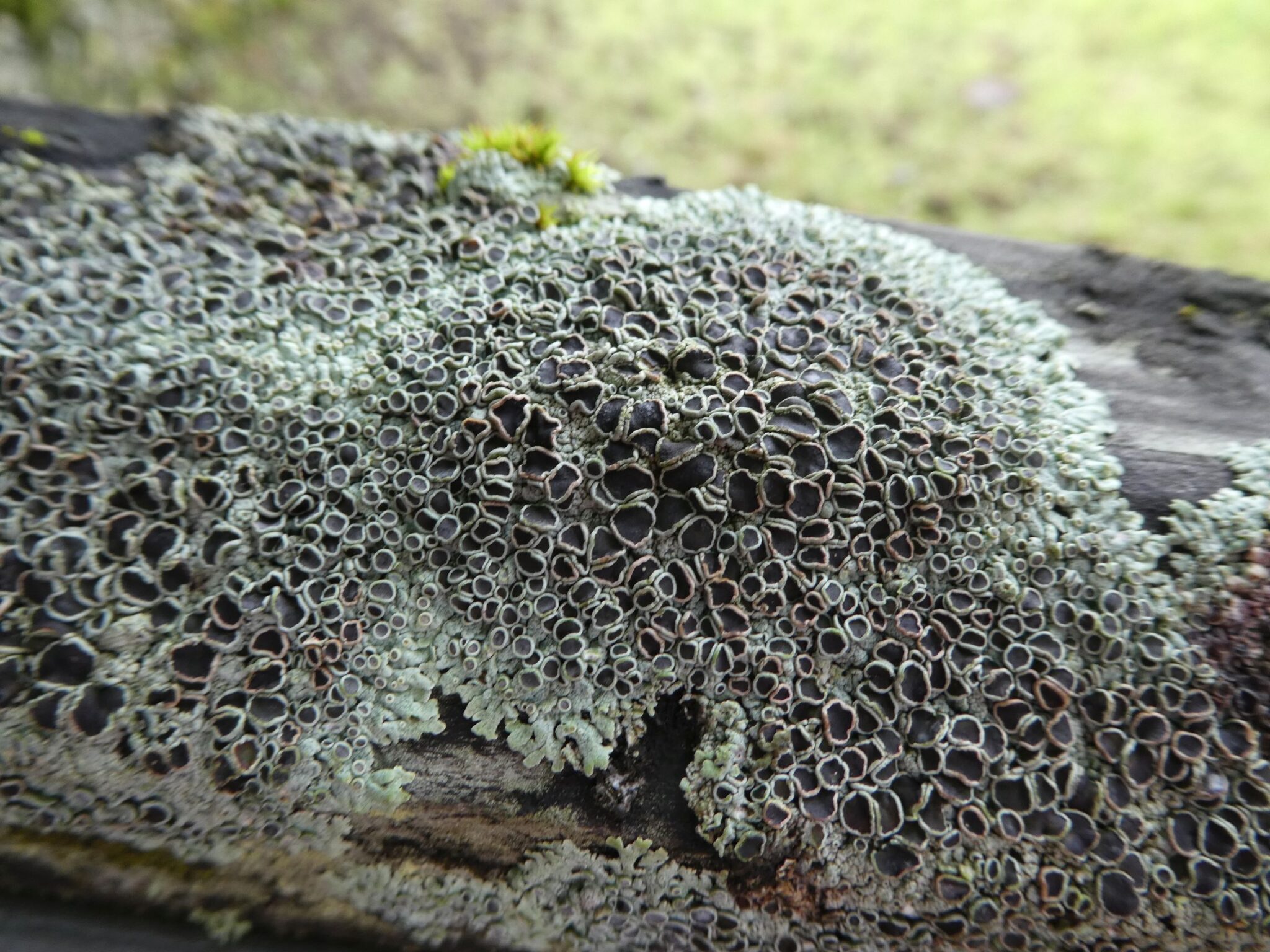 LOOKING AT SMALL THINGS: LICHENS AT HIGHAM - Higham Hall